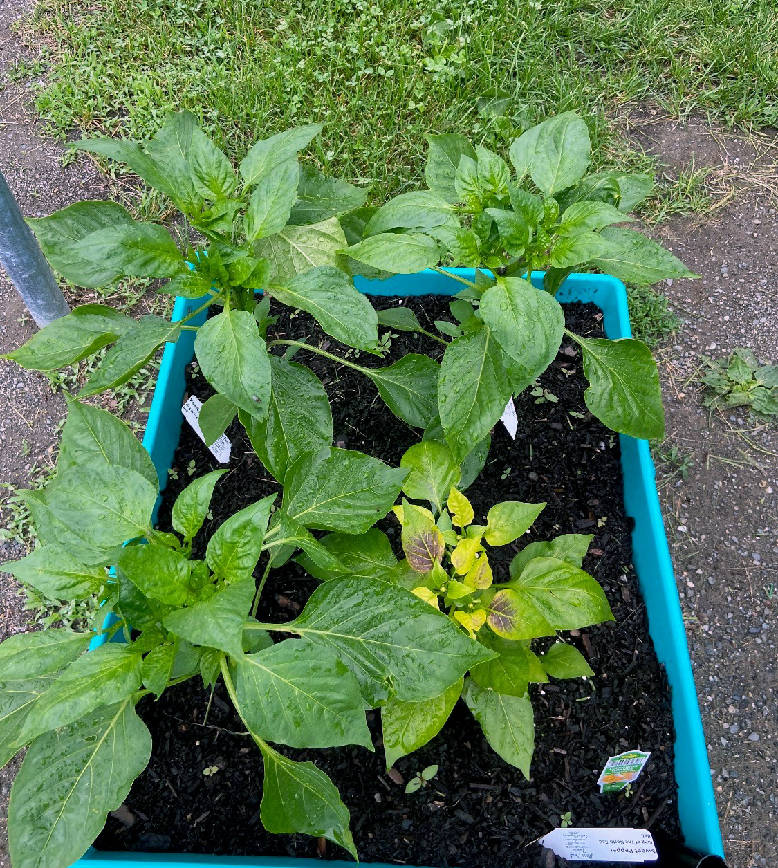 Growing Together - Northern Light Health