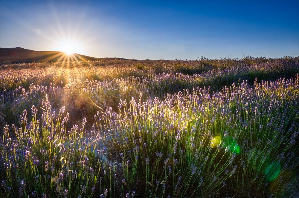 Code Lavender - Northern Light Health